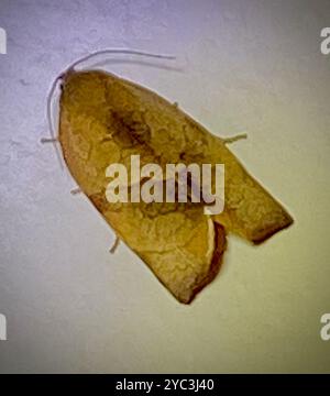 Tortricid Leafroller Moths (Tortricidae), Insecta, St Bathans, New ...