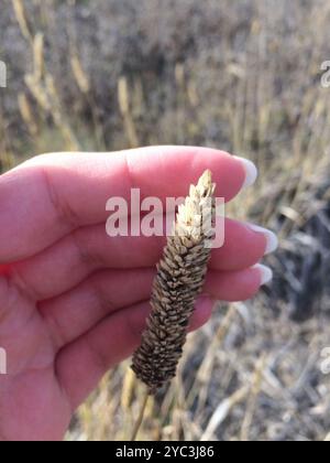 harding grass (Phalaris aquatica) Plantae Stock Photo - Alamy
