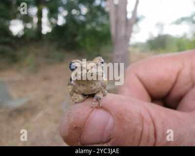 Peters' Foam-nest Tree Frog (Chiromantis petersii) Amphibia Stock Photo ...