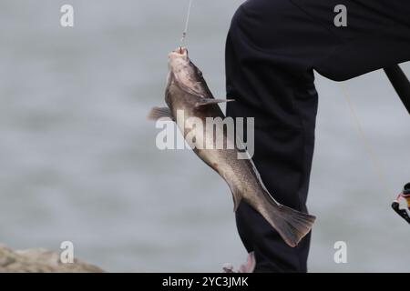 Tautog (Tautoga onitis) Actinopterygii Stock Photo - Alamy