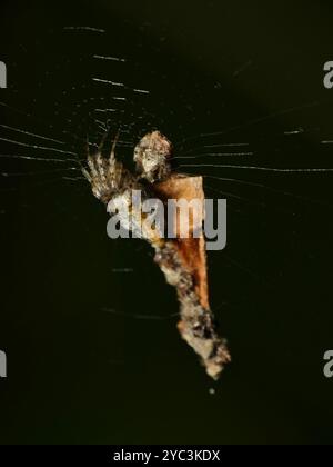 Common Garbage-Line Web Spider (Cyclosa insulana) Arachnida Stock Photo ...