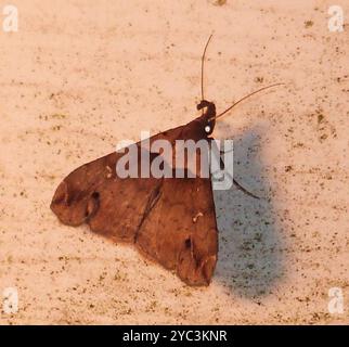 Ambiguous Moth (Lascoria ambigualis) Insecta Stock Photo - Alamy