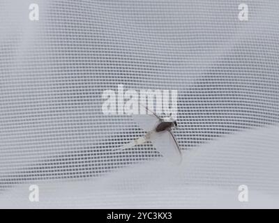 Common Square-gills (Caenis) Insecta Stock Photo - Alamy