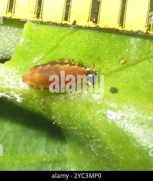 Cyclorrhaphan Flies (Cyclorrhapha) Insecta Stock Photo - Alamy