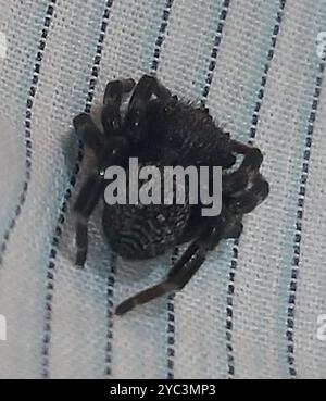 Tree Velvet Spiders (Gandanameno) Arachnida Stock Photo - Alamy