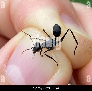 (Gigantiops destructor) Insecta Stock Photo - Alamy