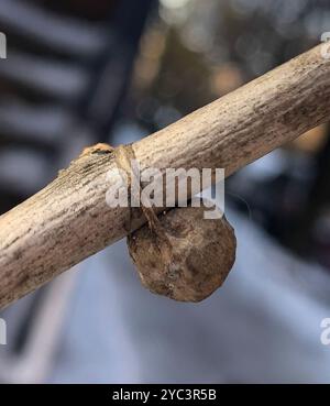 American Bolas Spiders (Mastophora Stock Photo - Alamy