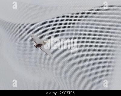Common Square-gills (Caenis) Insecta Stock Photo - Alamy
