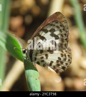 Common Pierrot (Castalius rosimon) Insecta Stock Photo - Alamy