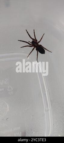(Teminius insularis) Arachnida Stock Photo - Alamy