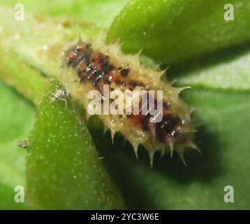 (Paragus longiventris) Insecta Stock Photo - Alamy