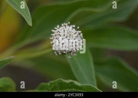 (Scalesia pedunculata) Plantae Stock Photo - Alamy