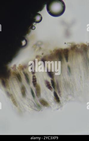 Cowpie Lichen (Diploschistes muscorum) Fungi Stock Photo - Alamy