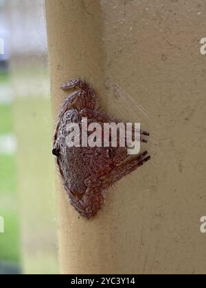 Wrap-around Spiders (Dolophones) Arachnida Stock Photo - Alamy