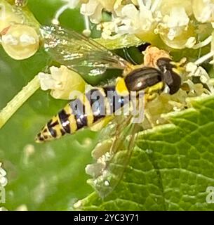 Globetails (Sphaerophoria) Insecta Stock Photo - Alamy
