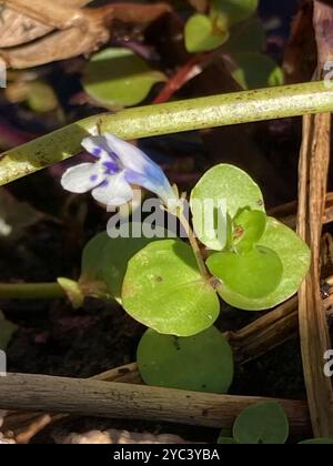 Roundleaf Lindernia (Lindernia rotundifolia) Plantae Stock Photo - Alamy