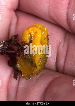 Monterey Dorid (Doris montereyensis) Mollusca Stock Photo - Alamy