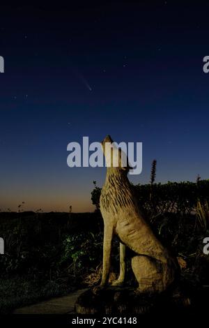 Wolf howling at the comet Stock Photo - Alamy