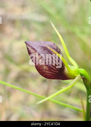 bonnet orchid (Cryptostylis erecta), Plantae, Lake Macquarie - West, AU ...