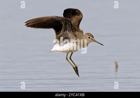 Green sandpiper in flight Stock Photo - Alamy