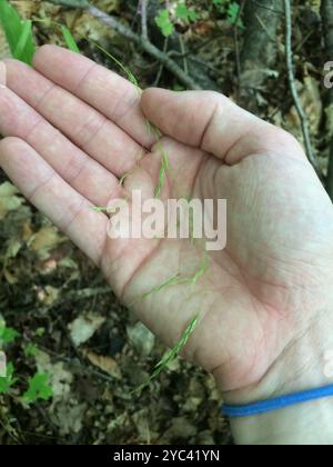 drooping woodreed (Cinna latifolia) Plantae Stock Photo - Alamy