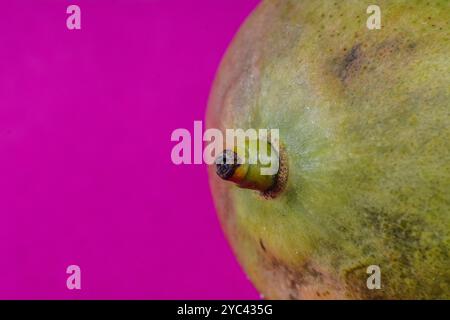 Ripe single mango fruit in studio isolated with text space Stock Photo ...