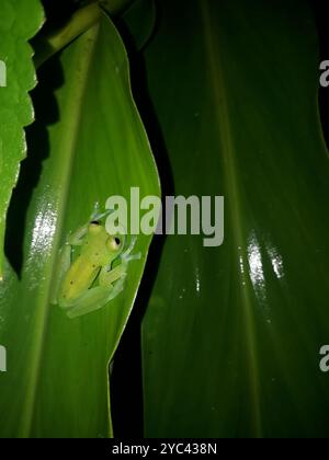 Red-spotted Glassfrog (Nymphargus grandisonae) Amphibia Stock Photo - Alamy