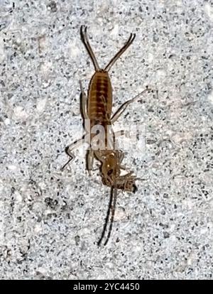 Shore Earwig (Labidura riparia) Insecta Stock Photo - Alamy