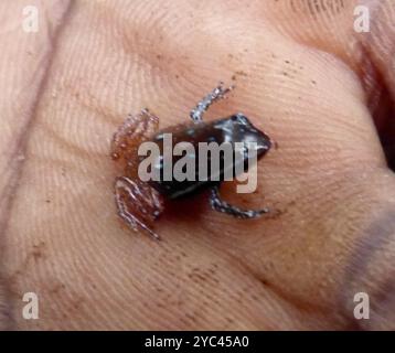 Mahanoro Digging Frog (Plethodontohyla notosticta) Amphibia Stock Photo ...