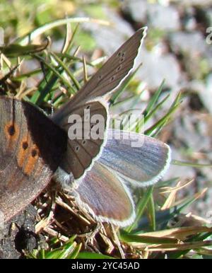 Mazarine Blue (Cyaniris semiargus) Insecta Stock Photo - Alamy
