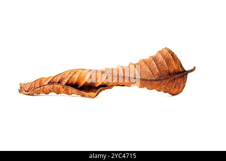Guava leaf detail, curves, patterns and texture Stock Photo - Alamy