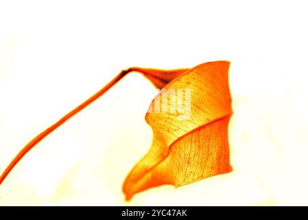 Dry Red lip ( Syzygium myrtifolium ) leaf curves and patterns - Kampala ...