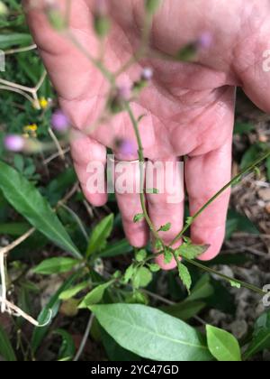 little ironweed (Cyanthillium cinereum) Plantae Stock Photo - Alamy