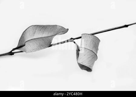 Dry Red lip ( Syzygium myrtifolium ) leaf curves and patterns - Kampala ...