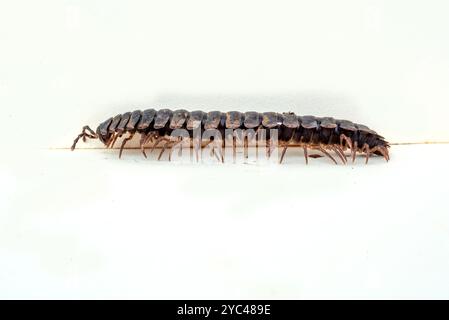 Stenoniodes, commonly known as the Borneo tractor millipede, is a genus ...