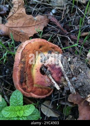 Liver Bolete (Suillellus amygdalinus), Fungi, Stanley Hall, Berkeley ...