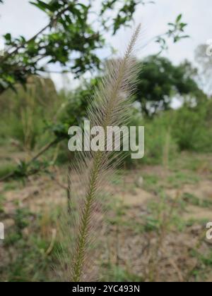Purple Spike Grass (Perotis patens) Plantae Stock Photo - Alamy