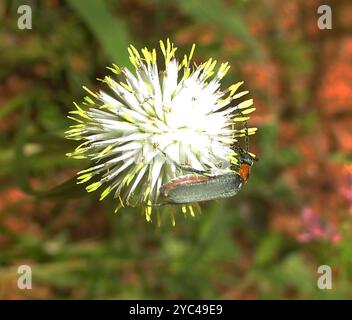 Blister Beetles (Meloidae) Insecta Stock Photo - Alamy