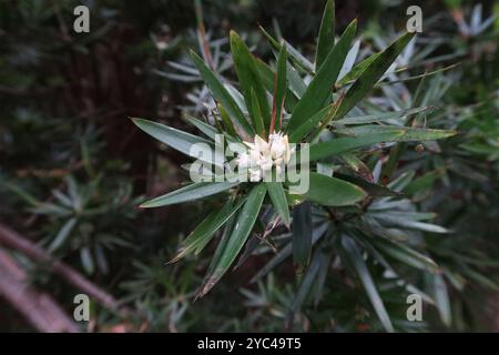 (Cyathodes platystoma) Plantae Stock Photo - Alamy