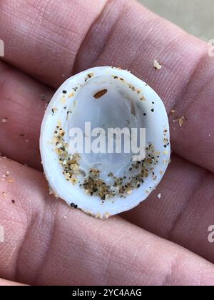 Whitecap Limpet (Acmaea mitra) Mollusca Stock Photo - Alamy