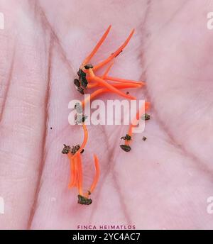 (Sulzbacheromyces caatingae) Fungi Stock Photo - Alamy