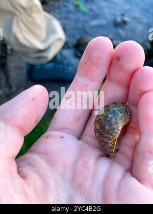 Lightning Nerite (Nerita fulgurans) Mollusca Stock Photo - Alamy