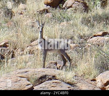 Grey Rhebok (Pelea capreolus) Mammalia Stock Photo - Alamy
