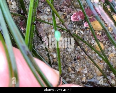 Lacuna Snails (Lacuna) Mollusca Stock Photo - Alamy