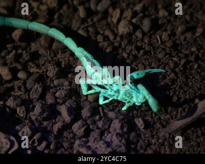 Tree Scorpions (Uroplectes Stock Photo - Alamy