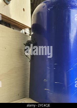 Large black hunting wasp (Priocnemis monachus) Insecta Stock Photo - Alamy