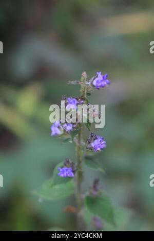 Tropical Bushmint (Hyptis mutabilis) Plantae Stock Photo - Alamy