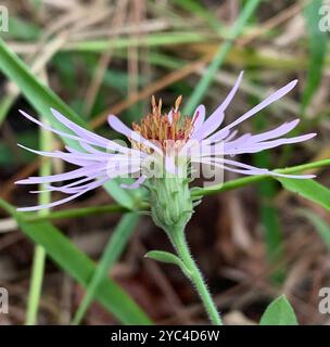 Climbing Aster (Ampelaster carolinianus) Plantae Stock Photo - Alamy