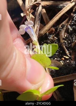 Roundleaf Lindernia (Lindernia rotundifolia) Plantae Stock Photo - Alamy