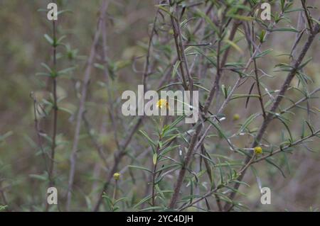 romerillo (Trigonopterum laricifolium) Plantae Stock Photo - Alamy